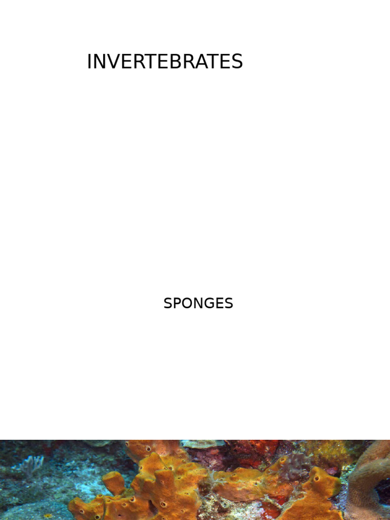 Invertebrates | PDF