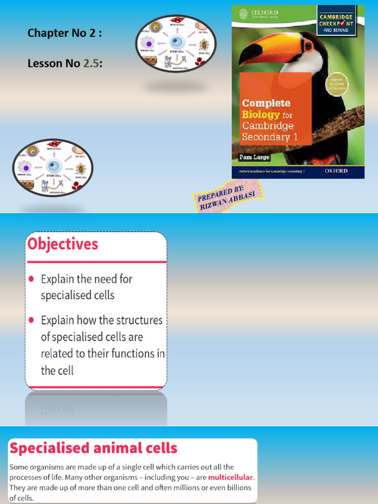 Chapter No 2: Lesson No:: SP C A Ized N M L Cell | PDF