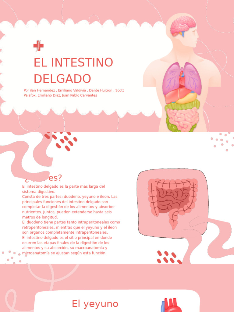 El Intestino Delgado 5 | PDF