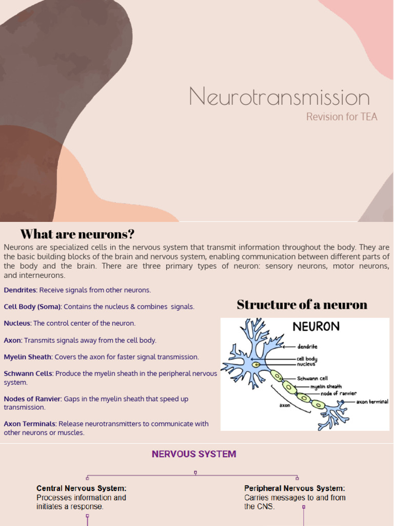 Neurotransmission PPT - HW | PDF | Neuron | Neurotransmitter