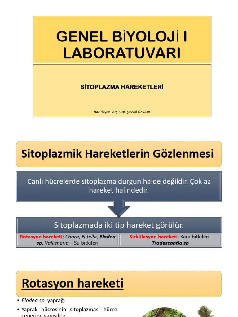 Hafta Sitoplazma Hareketleri | PDF