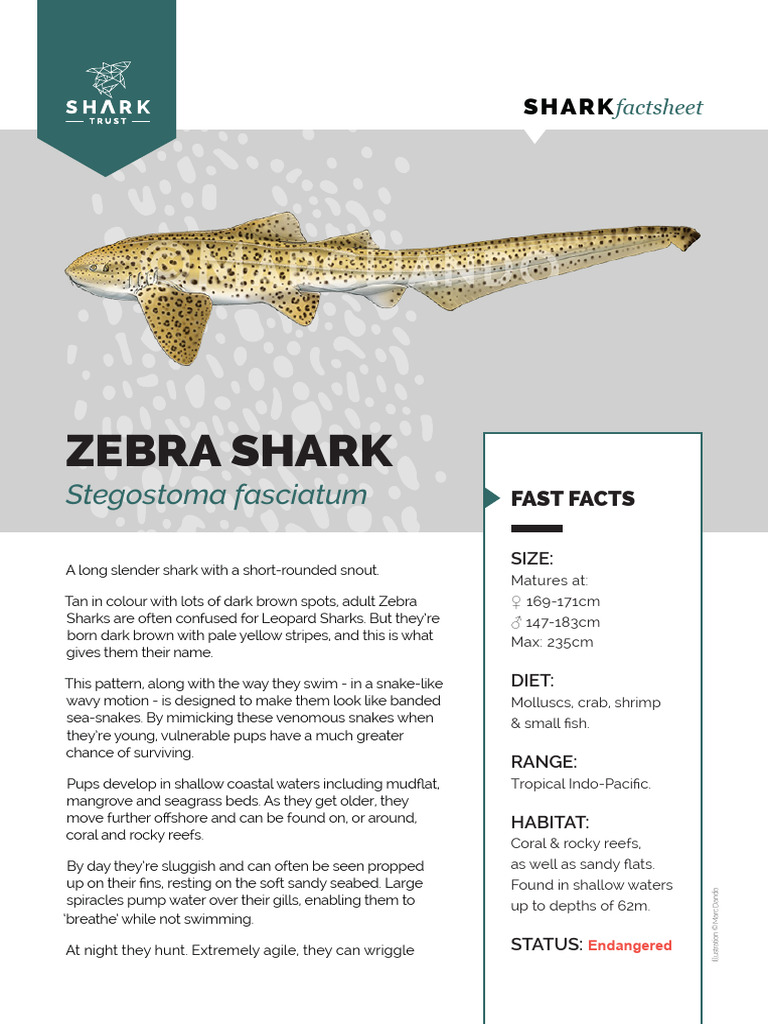 Zebra_Shark_FINAL | PDF | Sharks | Fish