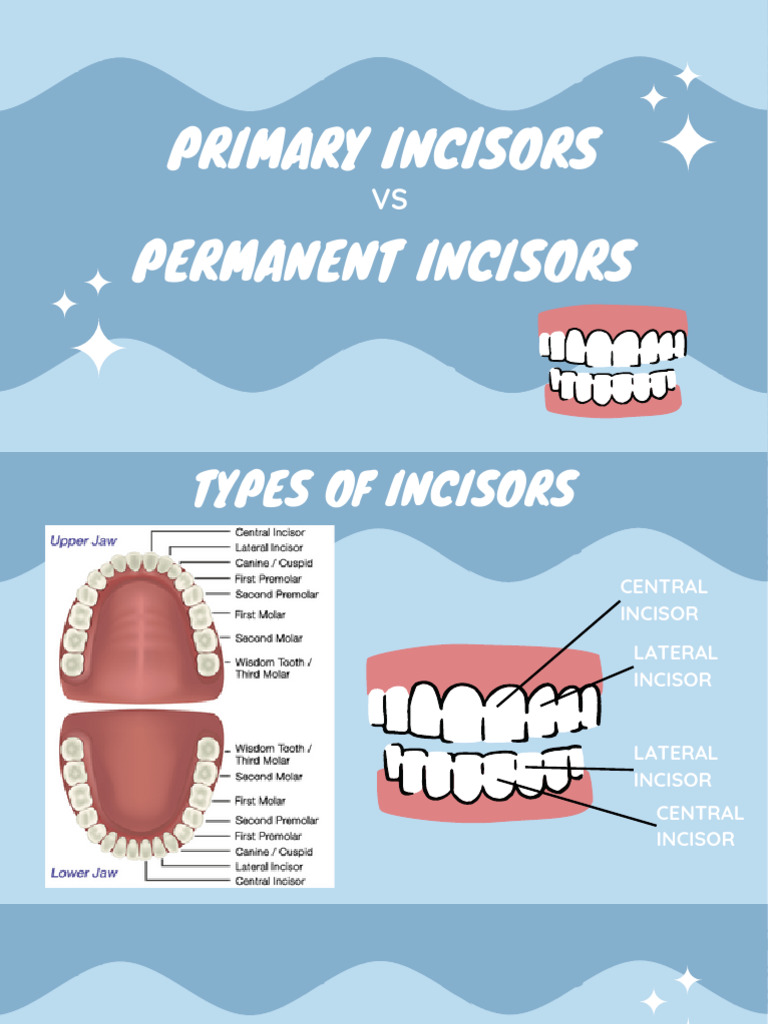 Group 2-Primary Incisors VS Permanent Incisors | PDF | Mouth | Tooth