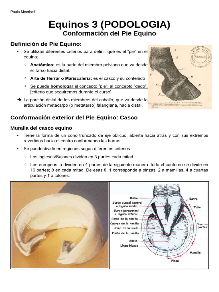 Conformación y Fisiología del Pie Equino | PDF | Pie | Caballos