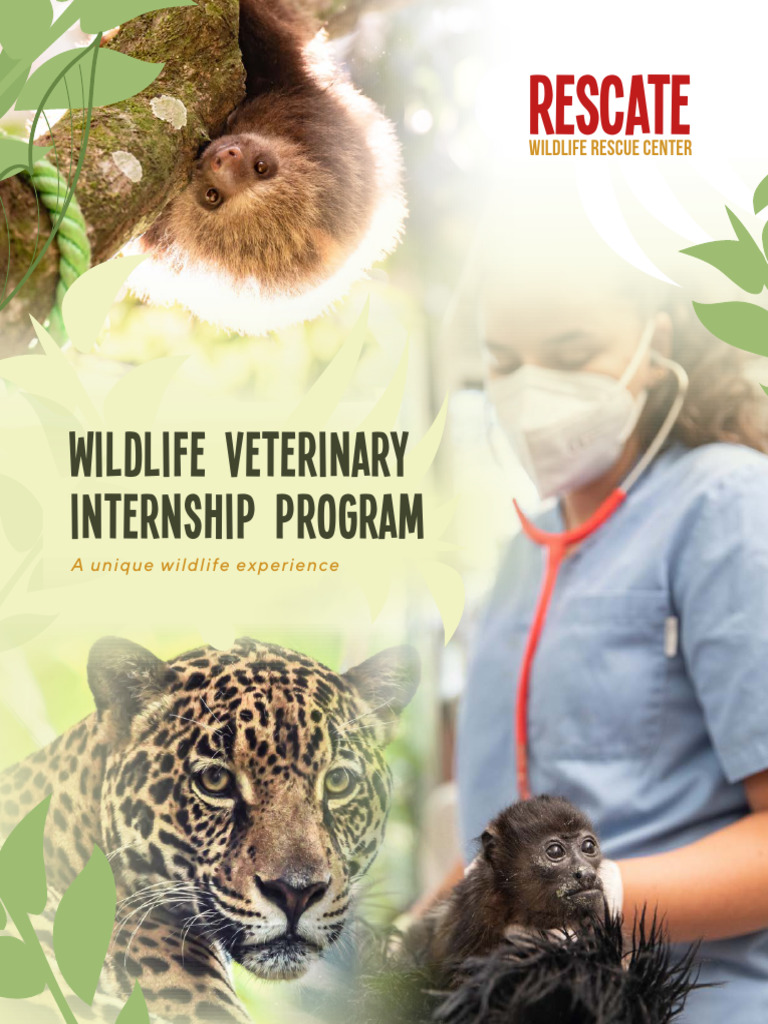 Veterinary Internship Program Rescate Wildlife Jb170723 English | PDF ...