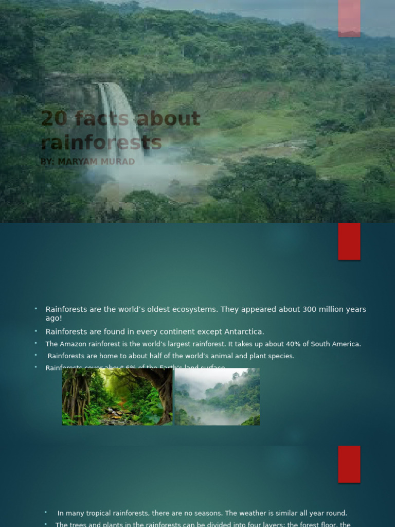 20 Facts About Rainforests | PDF