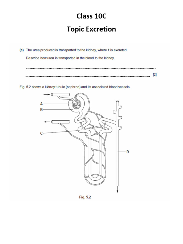 10th Worksheet | PDF