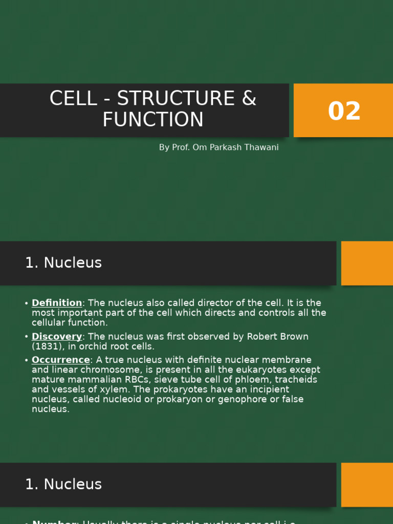 Ectokaryotheca in Cell Nucleus Structure | PDF | Cell Nucleus | Cell (Biology)