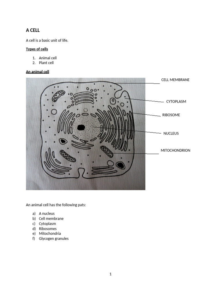 Cell Structure And Function Pdf Osmosis Cell Biology