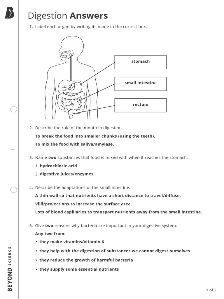 Digestion Worksheet Answers | PDF