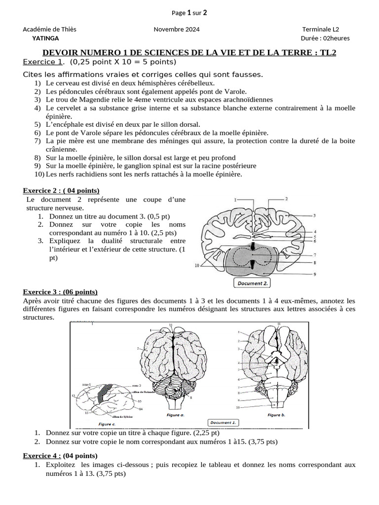 Devoir SVT Terminale L2 - Exercices Corrigés | PDF | Moelle épinière | Nerf