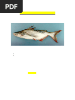 Marathi Names of Fish and Seafood | PDF | Edible Fish | Fish