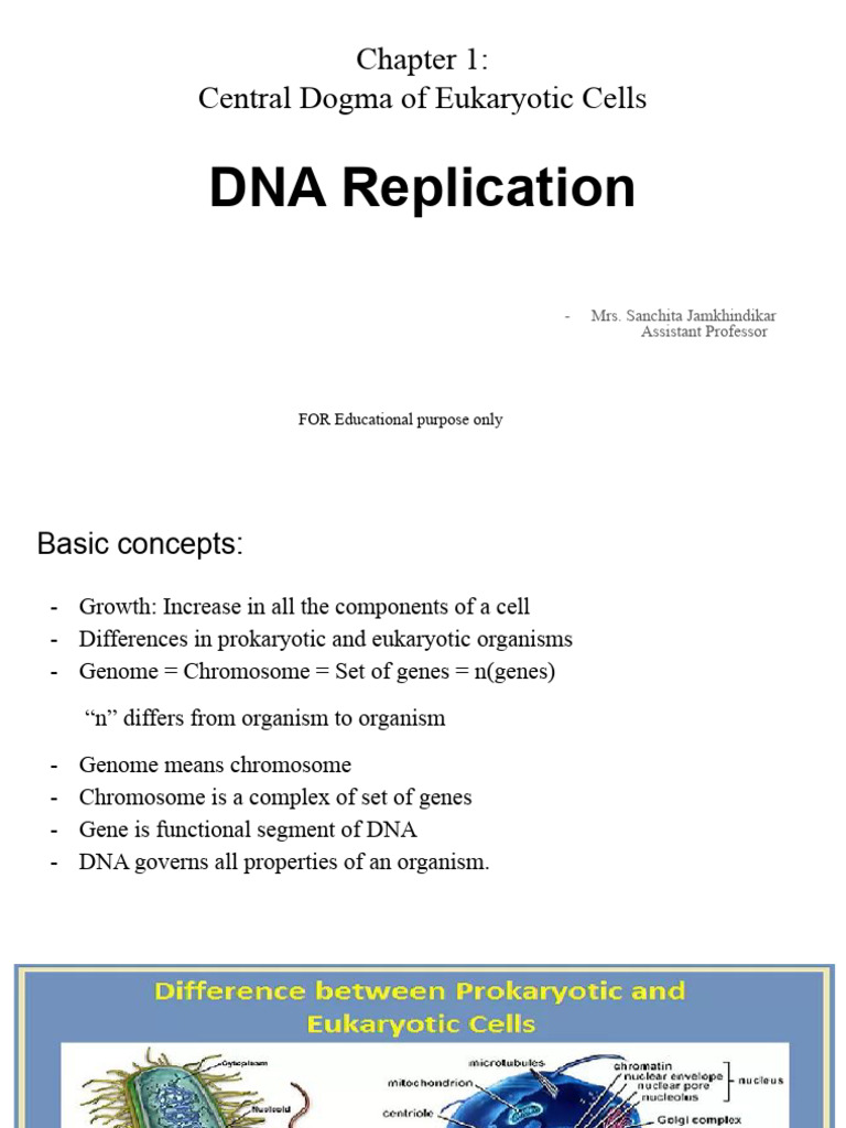 DNA Replication 2 | PDF | Dna Replication | Dna