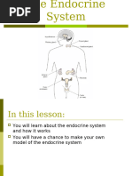 Understanding the Endocrine System | PDF | Endocrine System | Hormone