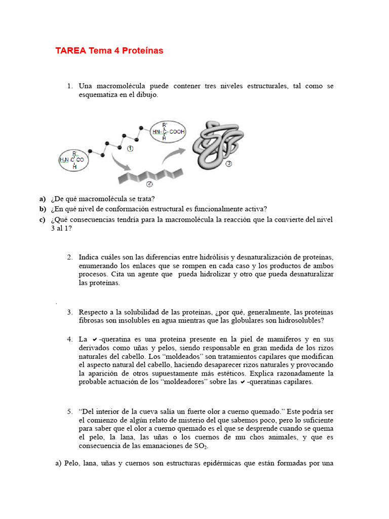 4 Actividades TEMA 4 Prote-Nas y Enzimas | PDF | Proteínas | Enzima