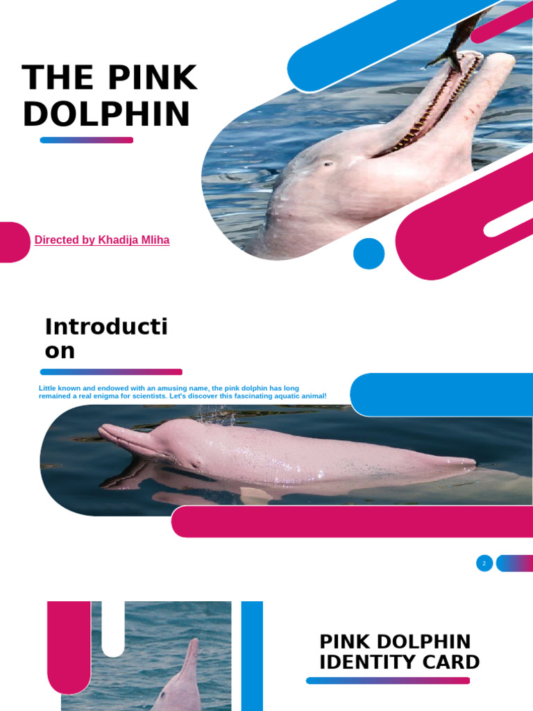 The Pink Dolphin | PDF | Dolphin | Marine Mammals