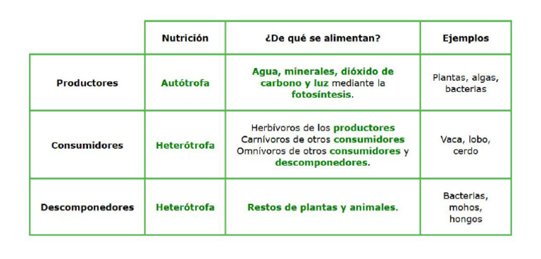 Tabla de Repaso Consumidores, Productores y Descomponedores C.N Tema 2 ...