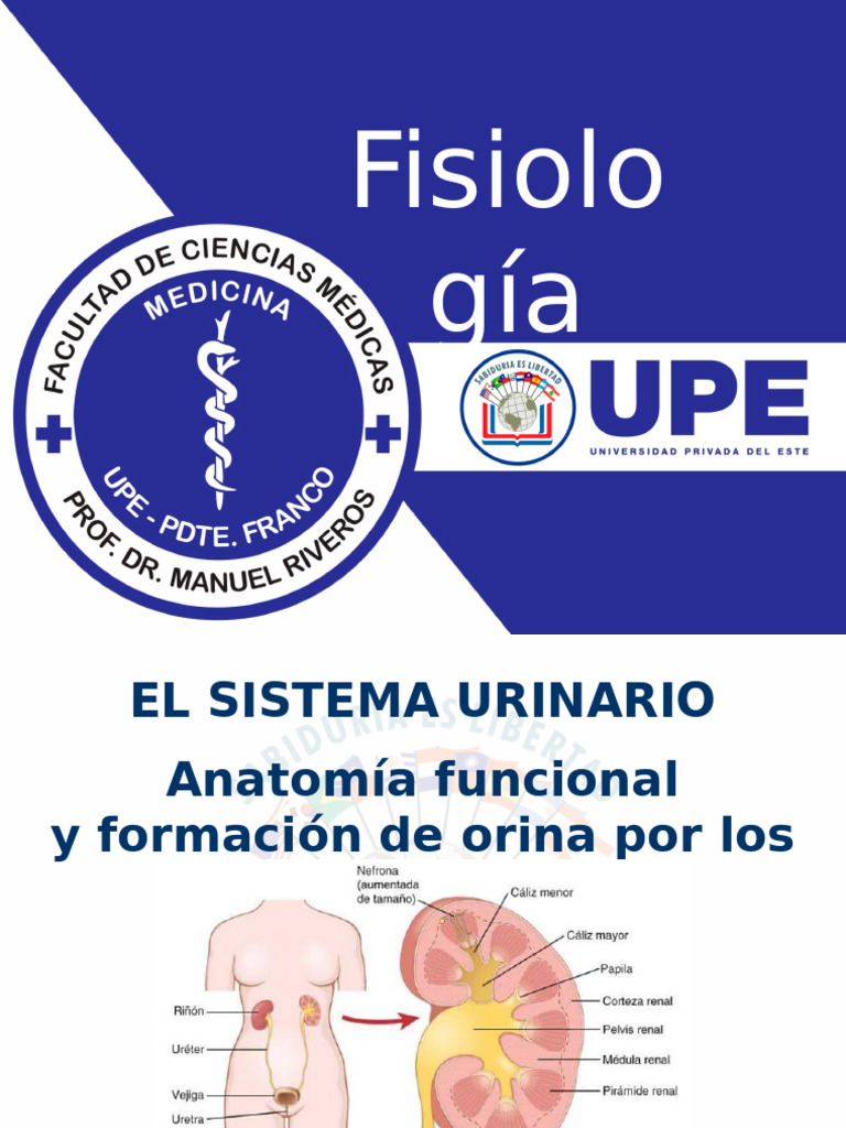 Clase 27 Sistema Urinario Anatomía Funcional y Formación de Orina Por Los Riñones | PDF | Riñón ...