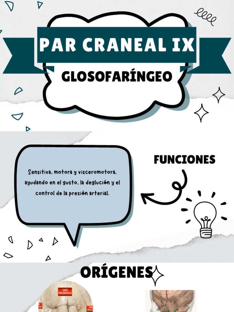 Funciones y Evaluación del Nervio Glosofaríngeo | PDF