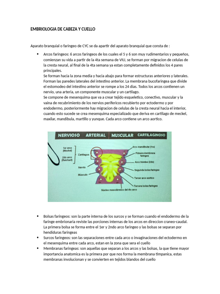 Anatomia de Cabeza y Cuello | PDF | Articulación | Cabeza y cuello humanos