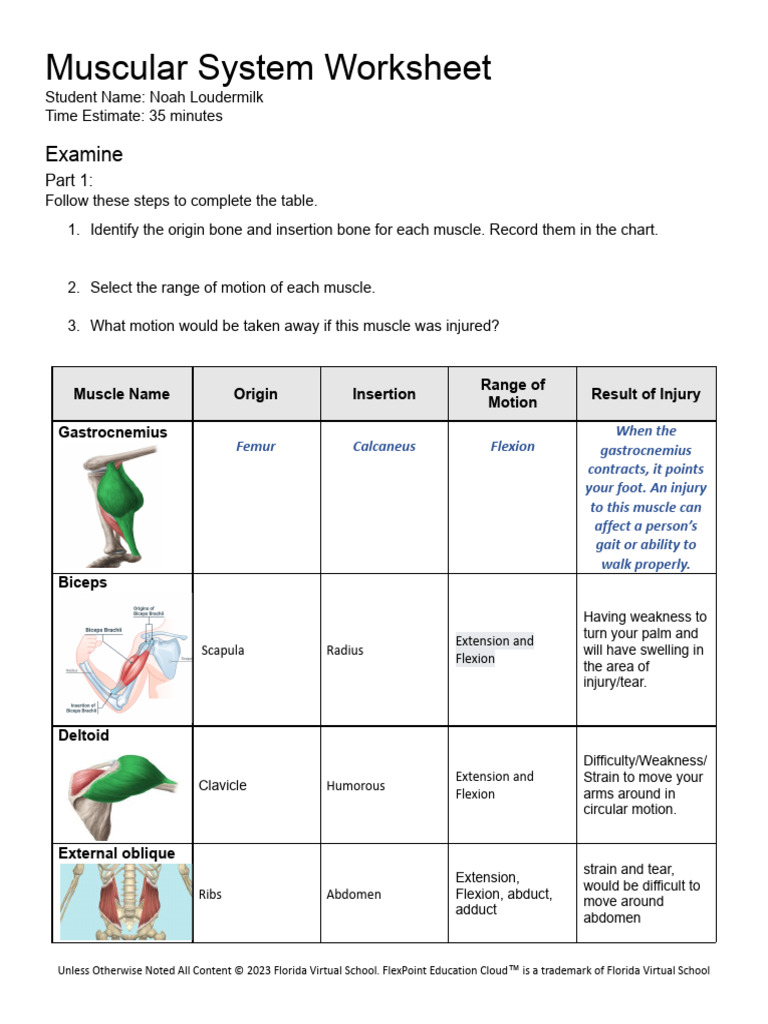Muscular System Worksheet | PDF | Muscle | Anatomical Terms Of Motion