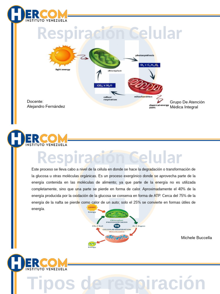 Respiración Celular | PDF | Respiración celular | Glucólisis