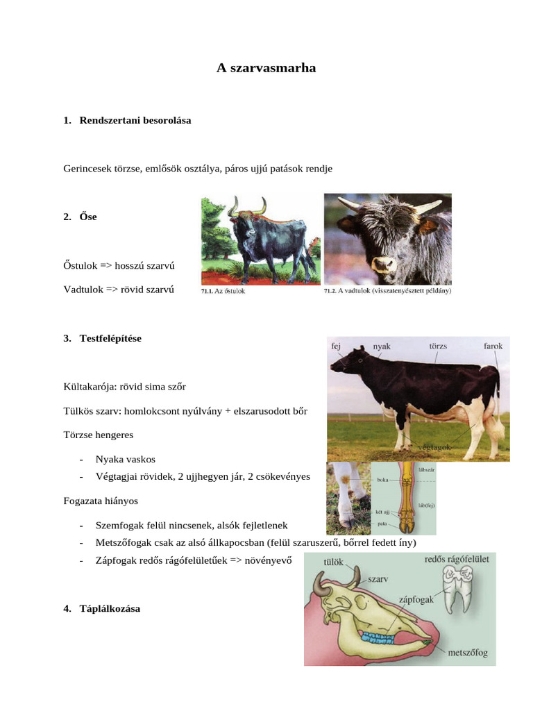 A Szarvasmarha | PDF