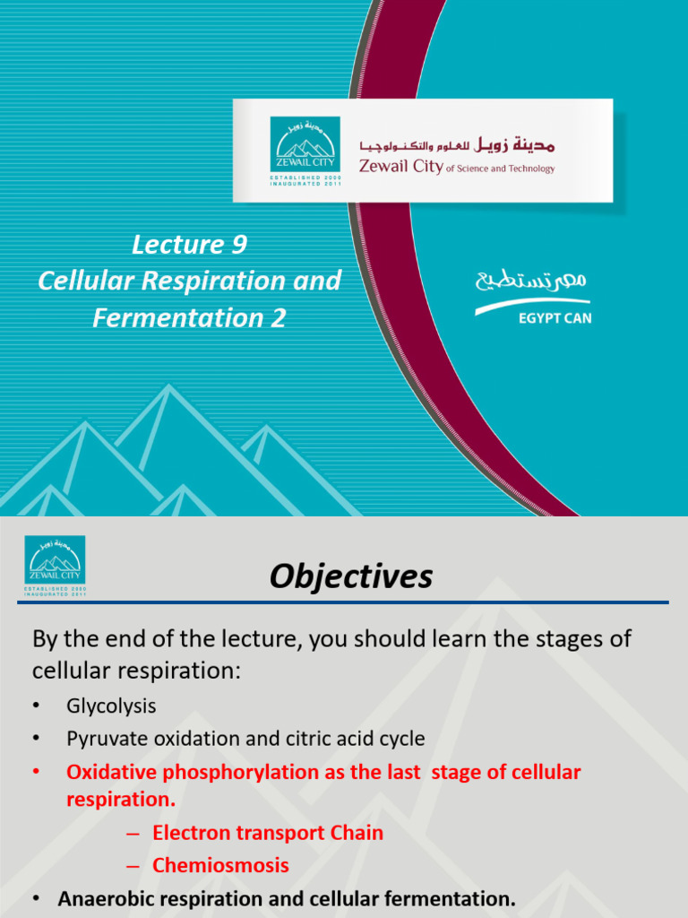 BIOL 101 Lecture 9 Cellular Respiration and Fermentation 2 | PDF | Cellular Respiration ...