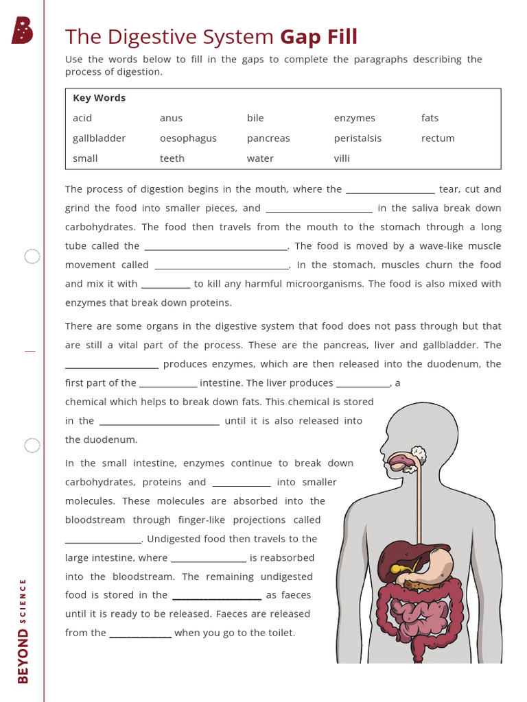 Digestive System Gap Fill Support | PDF