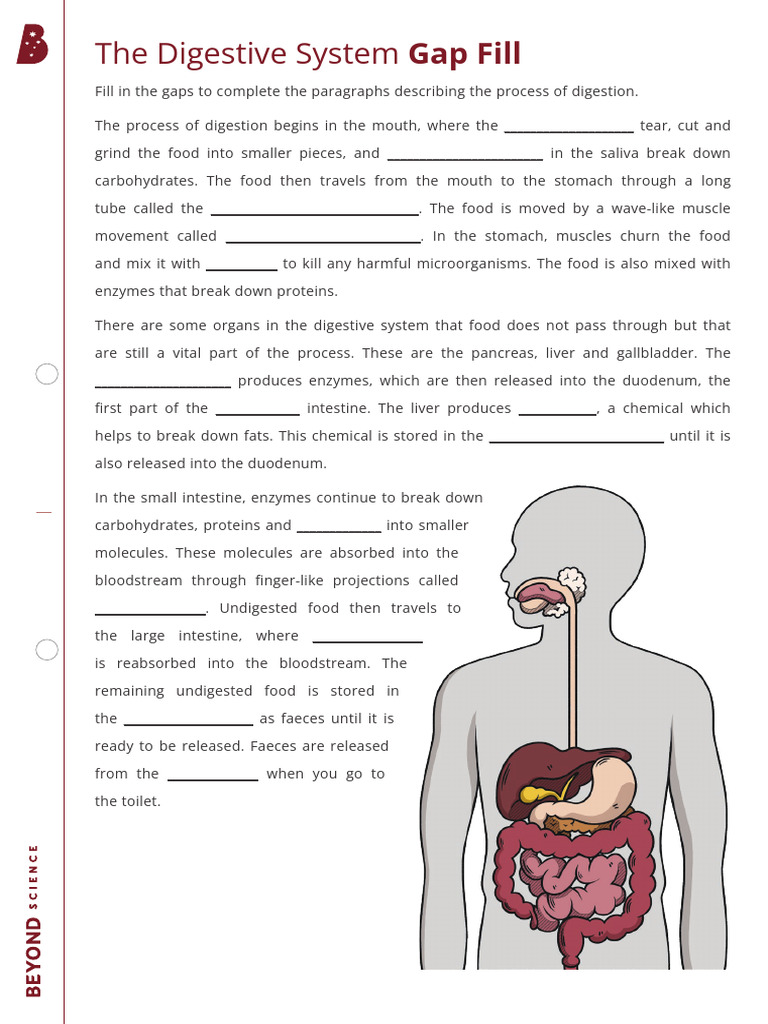 Digestive System Gap Fill | PDF