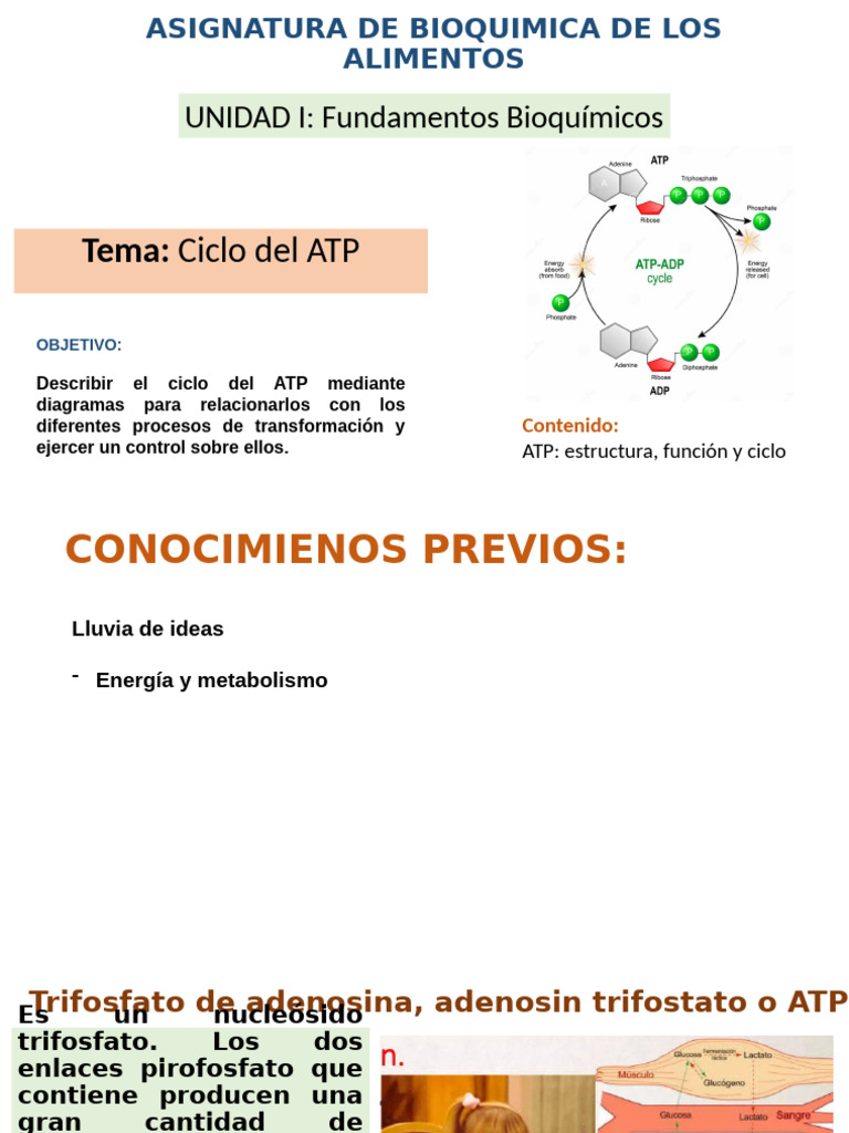 Clase 4. Ciclo Del ATP | PDF | Trifosfato de adenosina | Dieta y nutrición