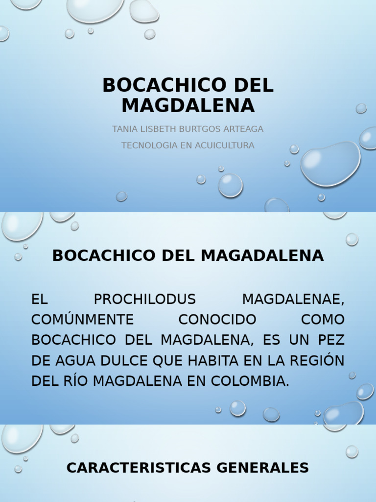 Bocachico del Magdalena: Características y Hábitat | PDF | Sistema ...