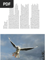 Hudhud: The Hoopoe Bird Explained | PDF | Birds | Ornithology