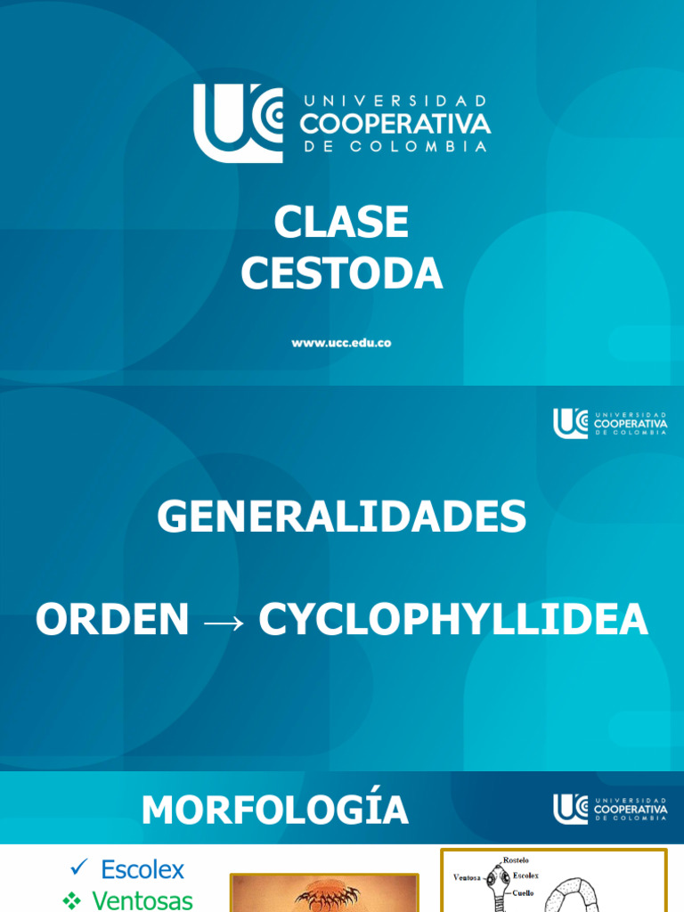 Cestodos | PDF | Sistema reproductivo