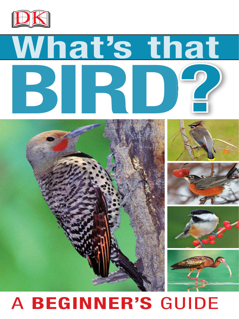 3kava Whats That Bird | PDF | Owl | Beak