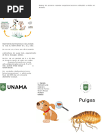 Sintomas da Tungíase e Cuidados | PDF | Doenças e distúrbios | Remédio