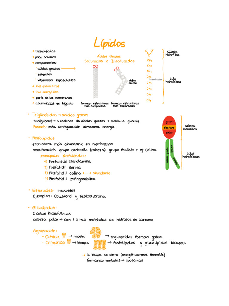 Repaso Taller 4 Biocel | PDF | Membrana biológica | Lípido
