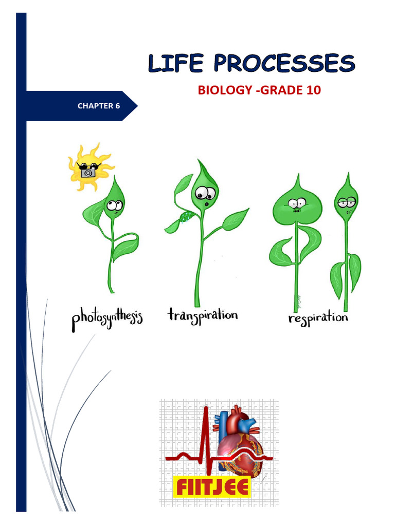 Understanding Life Processes in Biology | PDF | Cellular Respiration ...