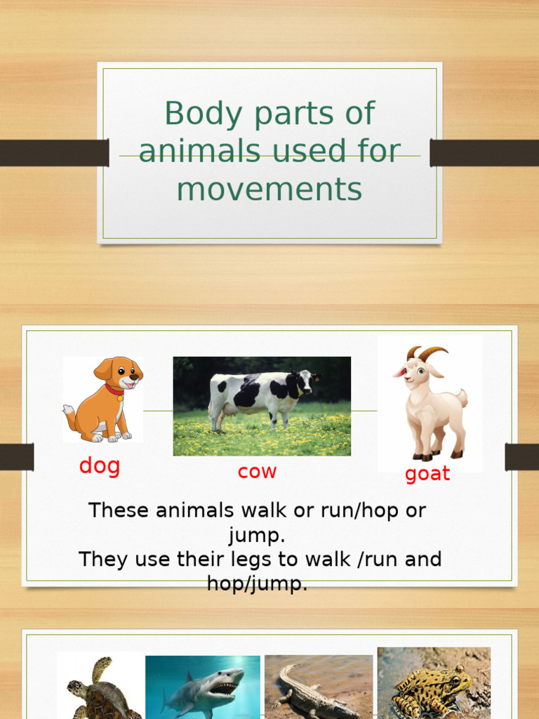 Animals Body Parts | PDF