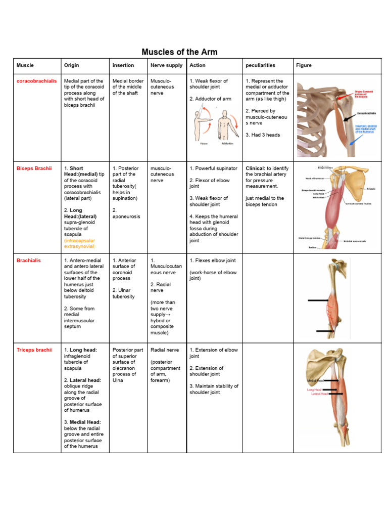 Muscle of The ARM & Forarm (Ant Compartment) - 241126 - 202822 | PDF ...