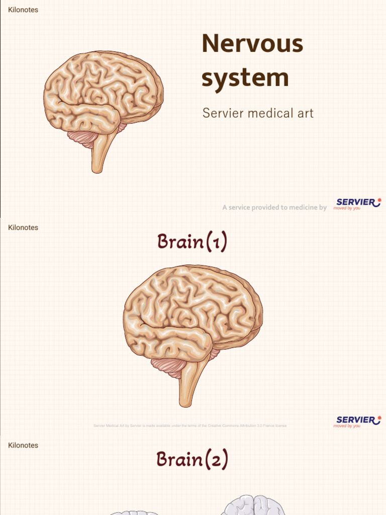 Medical Nervous System Note | PDF | Neuroscience | Copyright Law