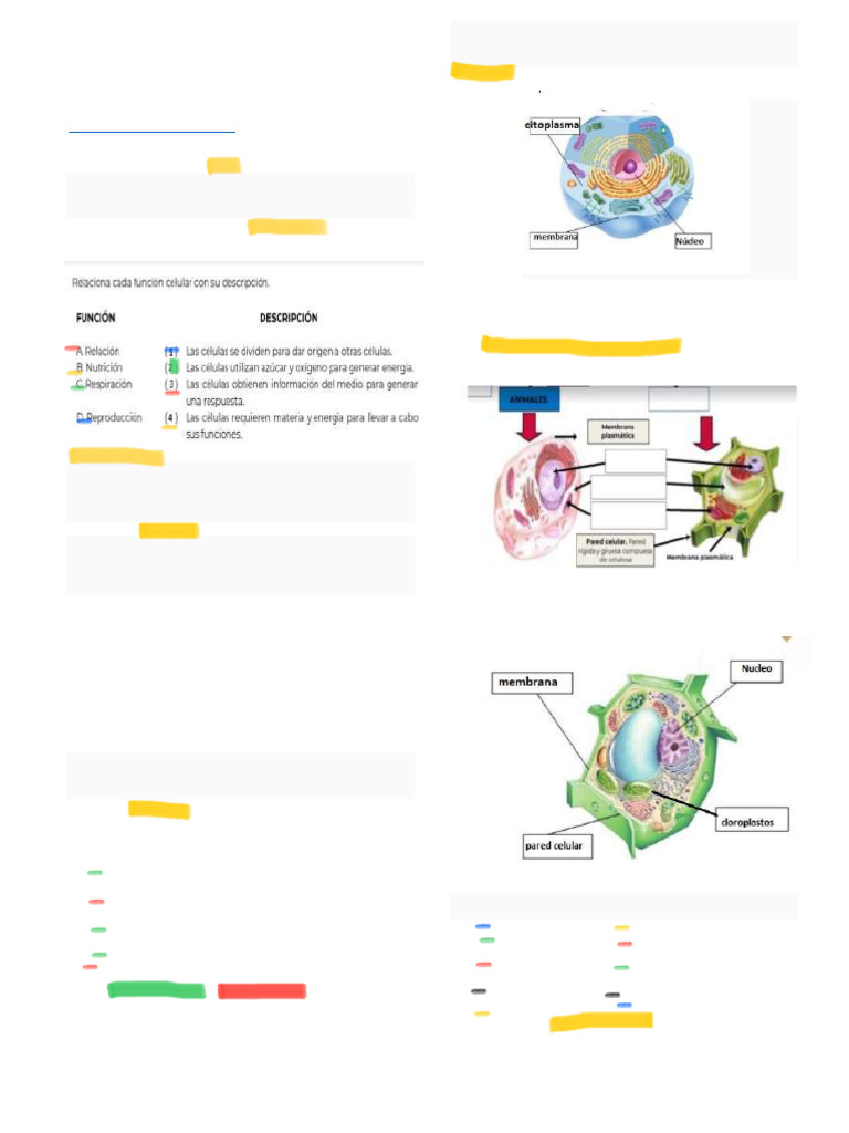 Act 1.2, BLOQUE 3. Videocuestionario. Celula (2023)-Opcional | PDF | Biología Celular) | Citoplasma
