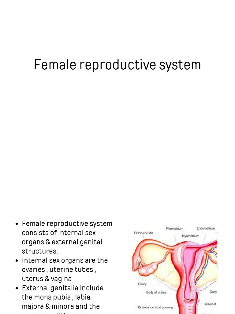 Female Reproductive System | PDF | Ovary | Menstrual Cycle