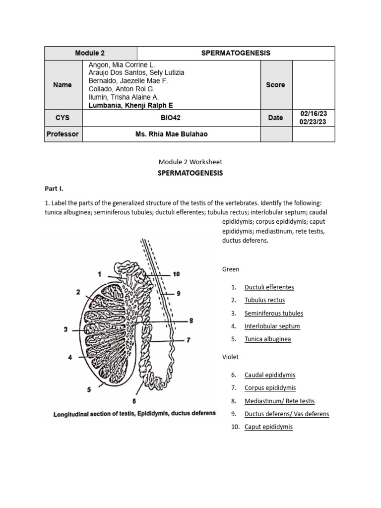 Spermatogenesis Pdf Biological Processes Sex