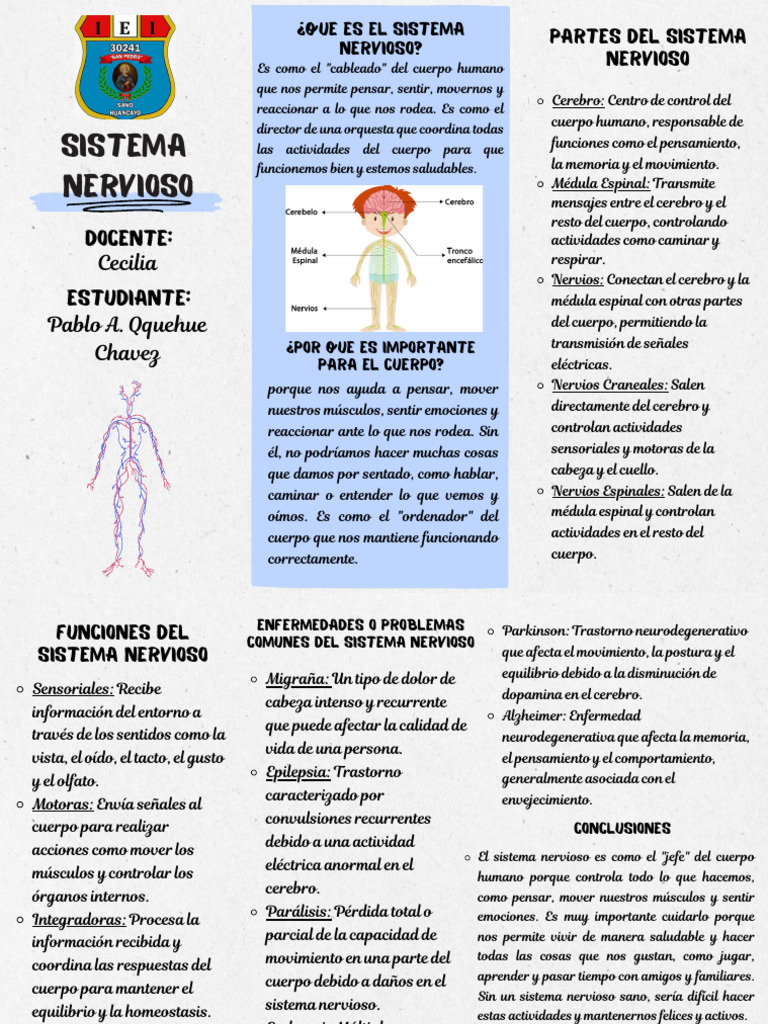 Triptico Sistema Nervioso | PDF | Cerebro | Nervio