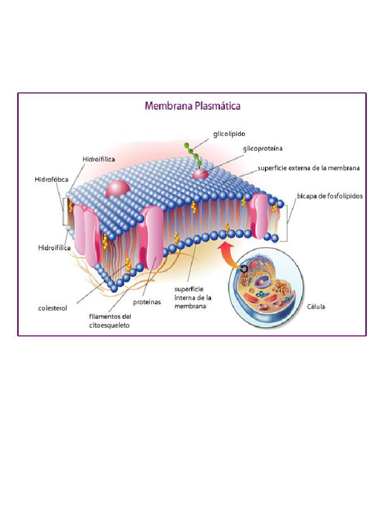 Membrana Plasmatica | PDF