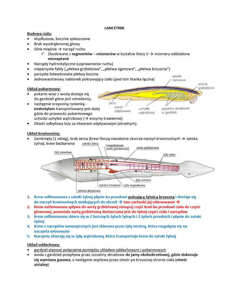 STRUNOWCE - Lancetnik | PDF