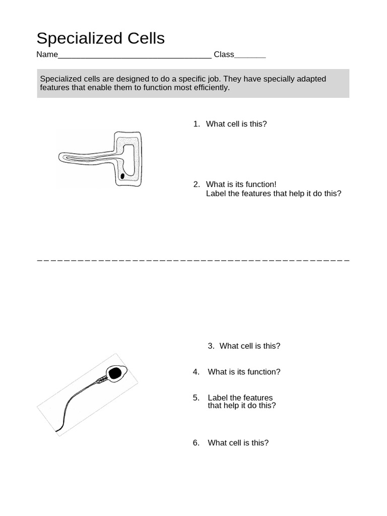 Specialised Cells | PDF