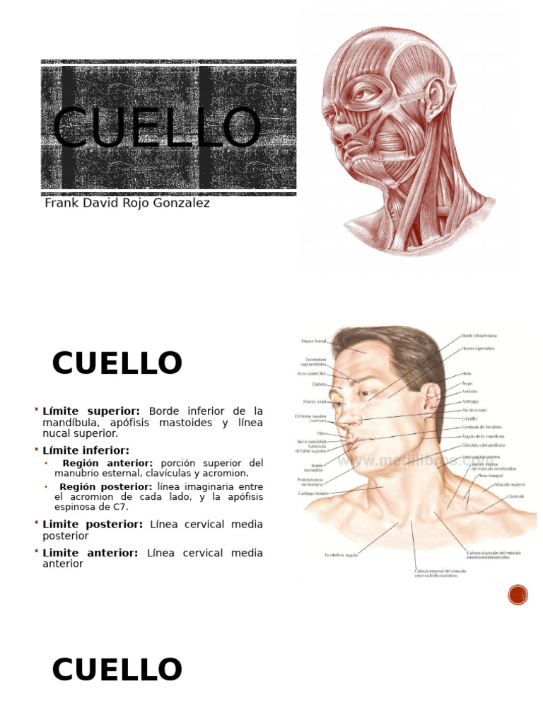 Anatomía del Cuello: Estructuras y Regiones | PDF | Sistema ...