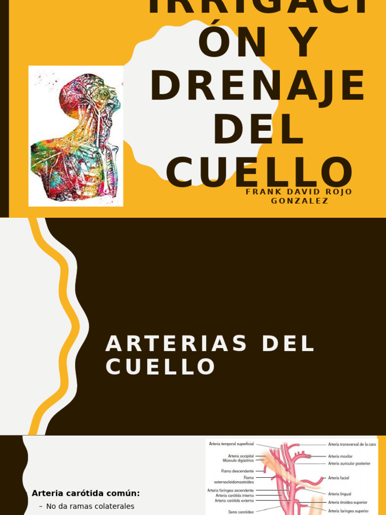 Irrigación y Drenaje de Cuello | PDF | Laringe | Cabeza y cuello humanos